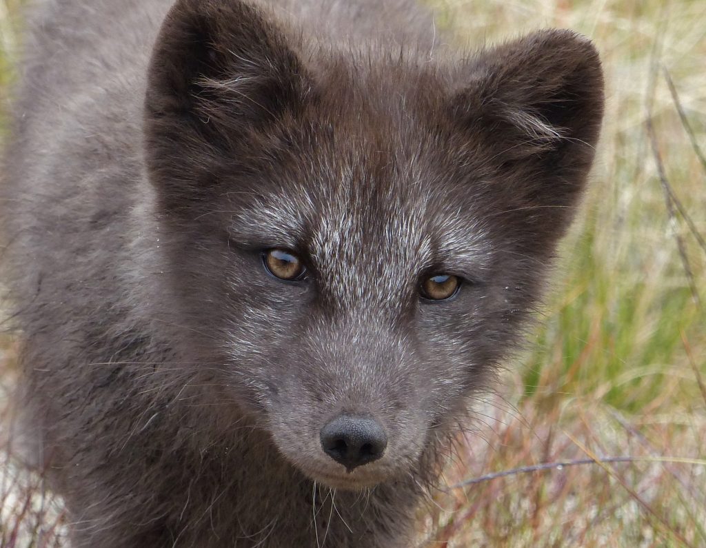 Polarfuchs Profil – Media Montana